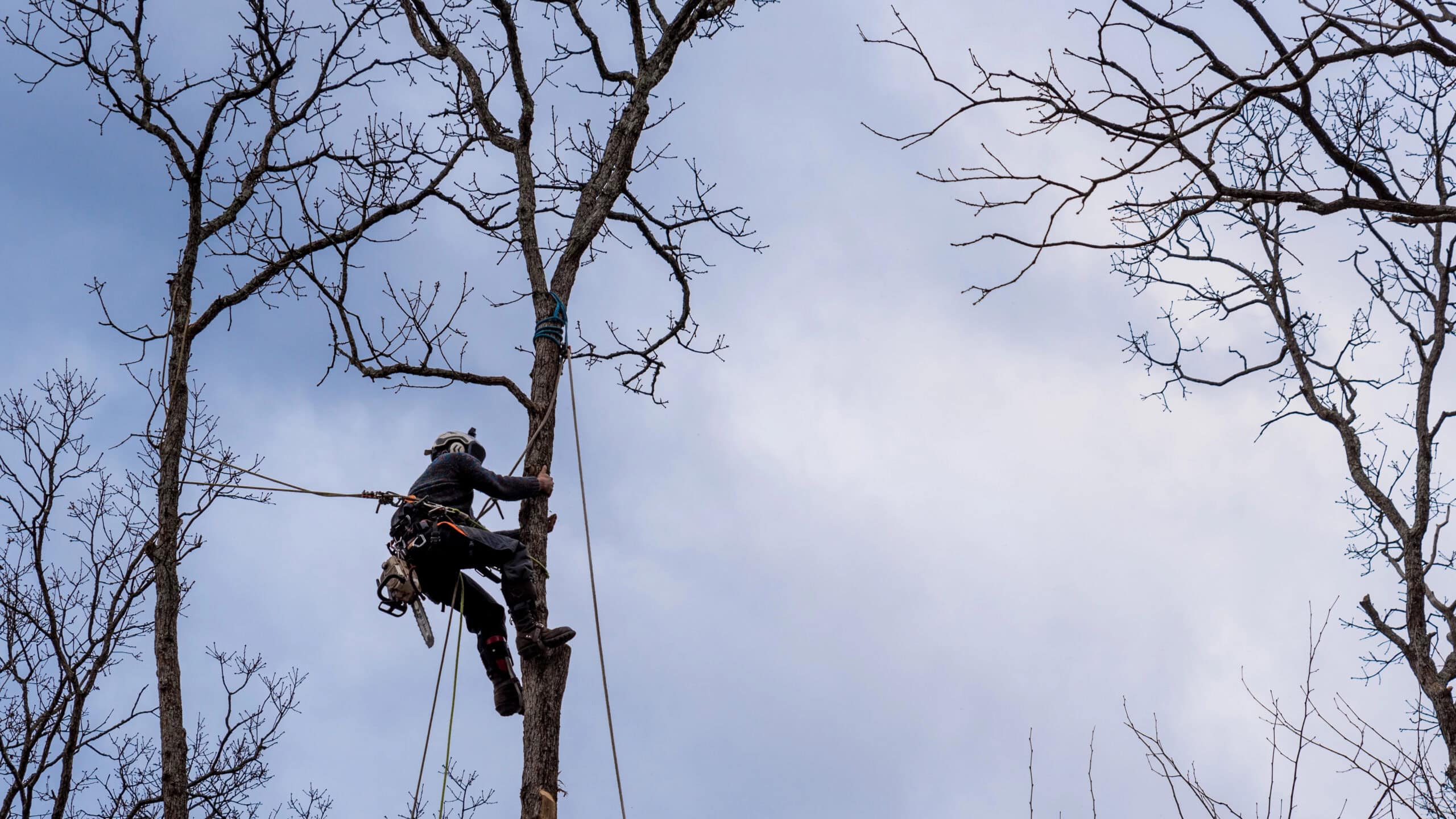 Tree Service PPC: Tips for Crafting Ads That Convert